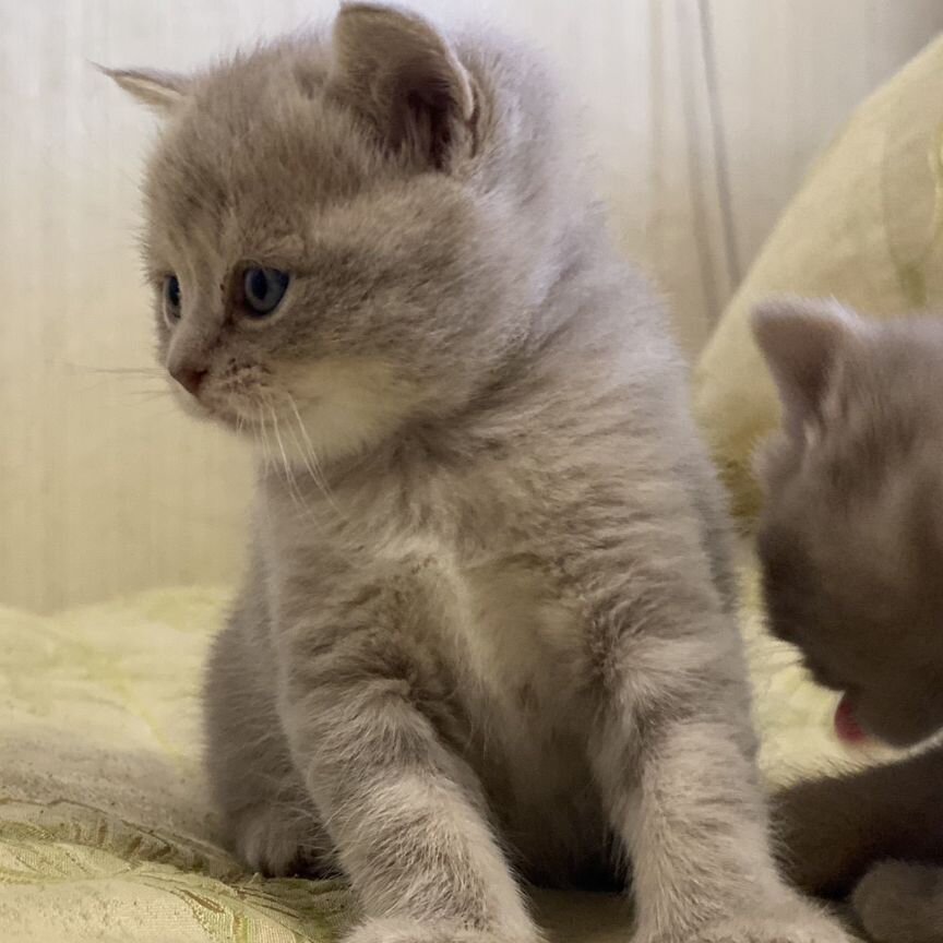 Шотландская