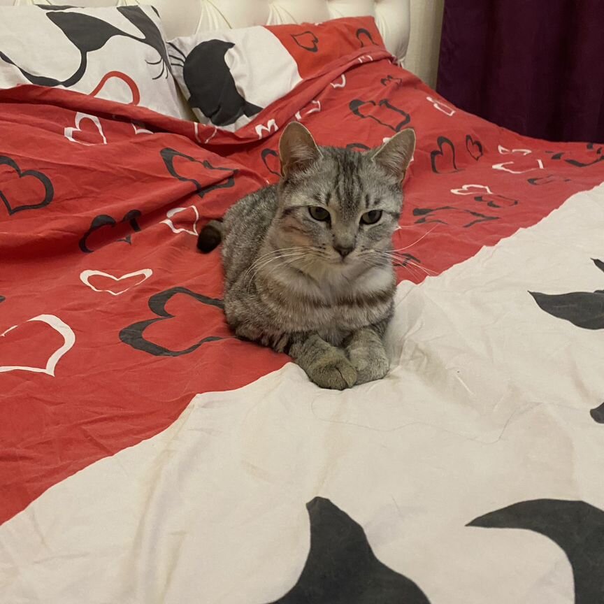 Кот в добрые руки