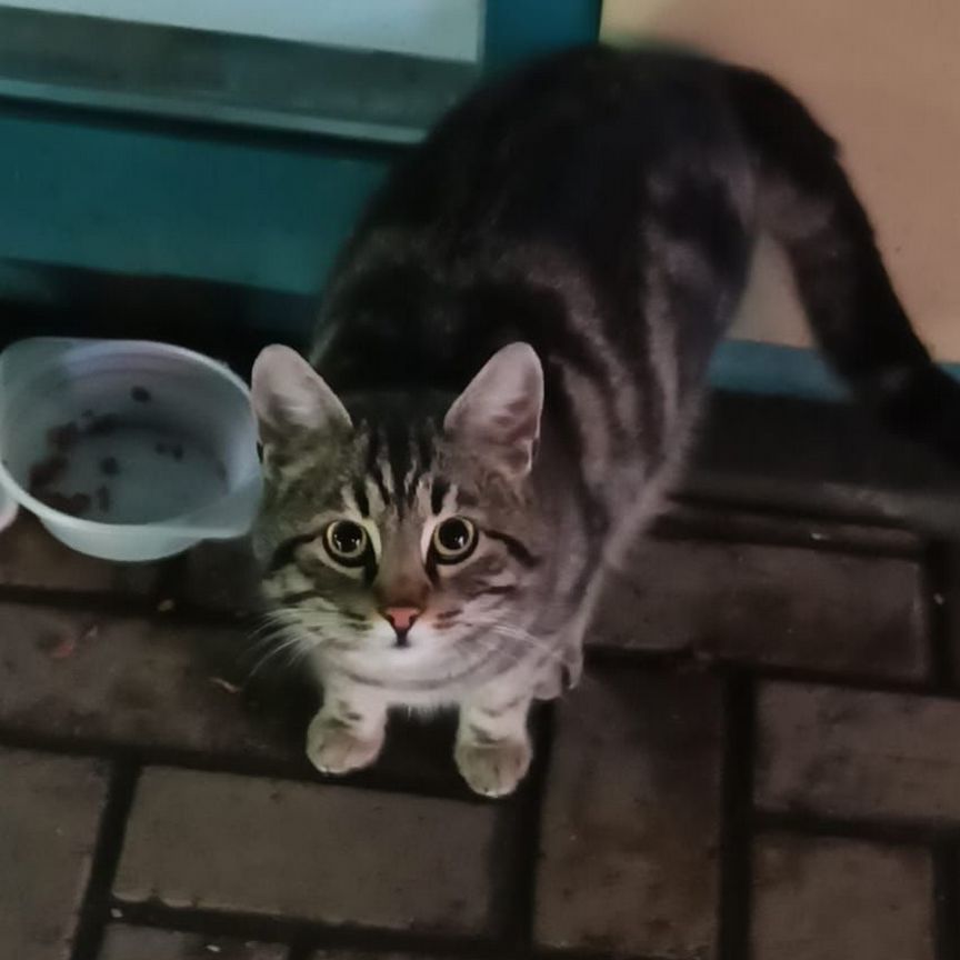Котик ищет дом