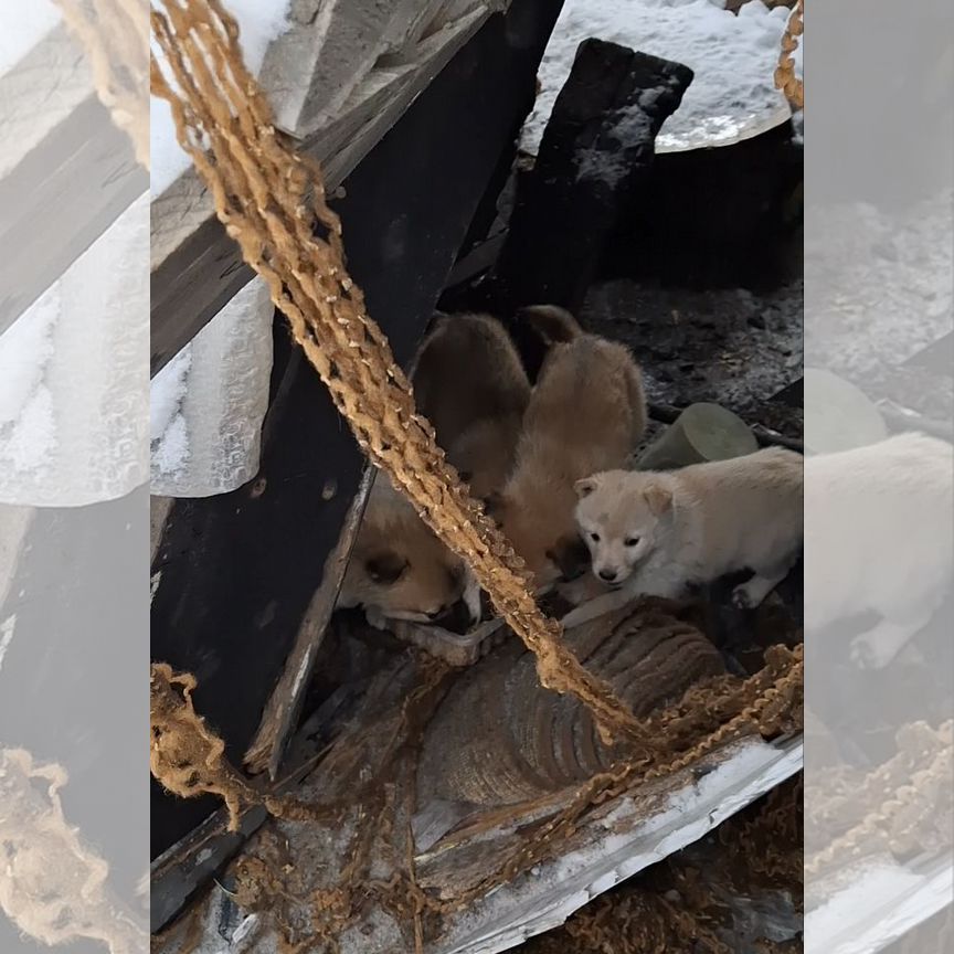 Щенок в добрые руки