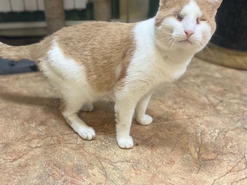Особенный котик Батоша