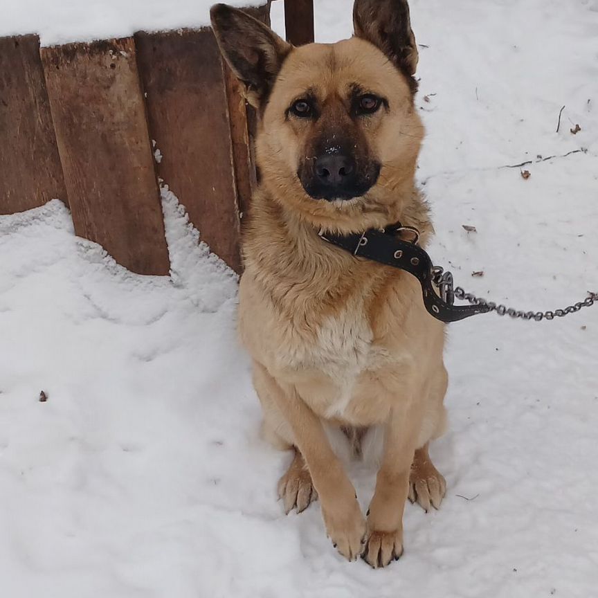 Бельгийская овчарка, взрослая собака