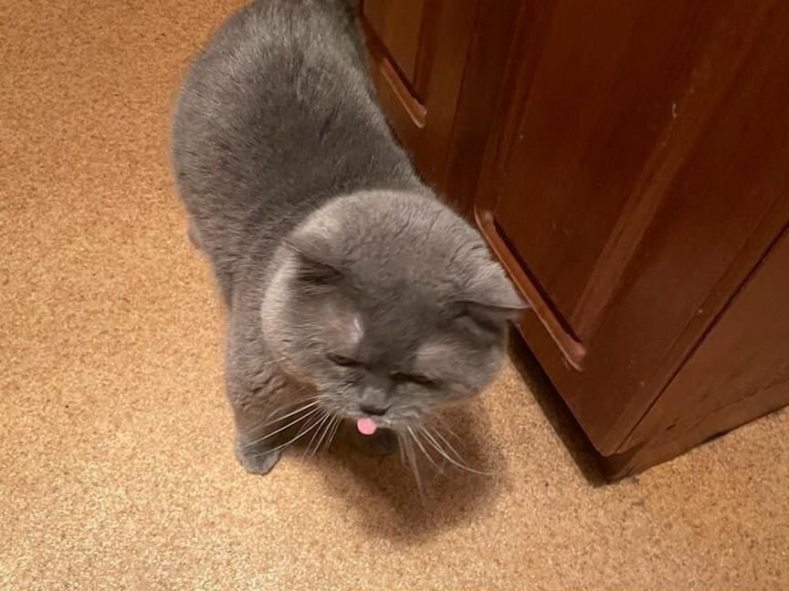 Шотландский кот