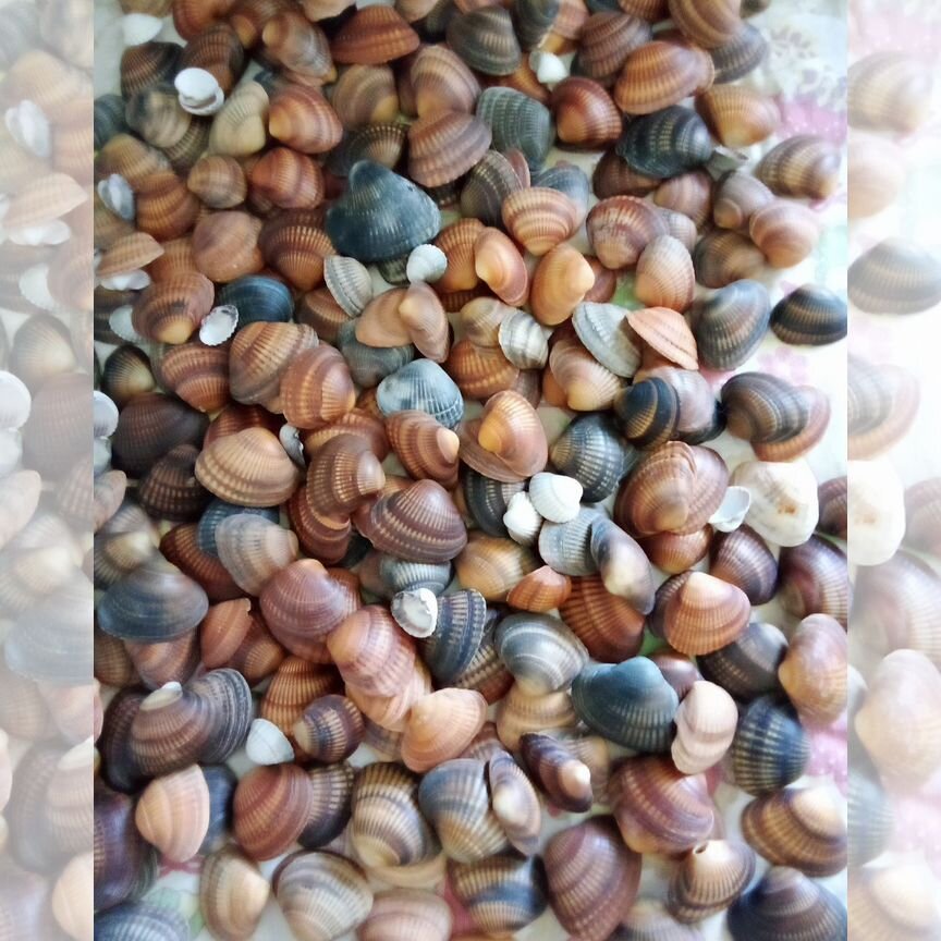 Морские ракушки