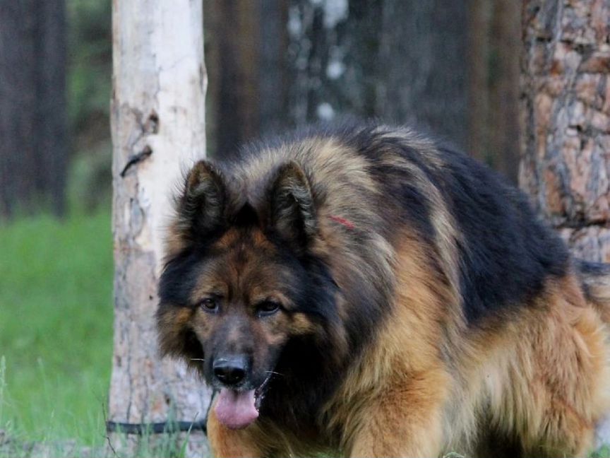 Немецкая овчарка вязка