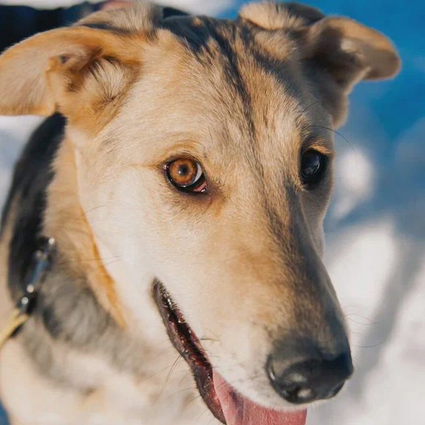 Пес по кличке Митя ищет дом