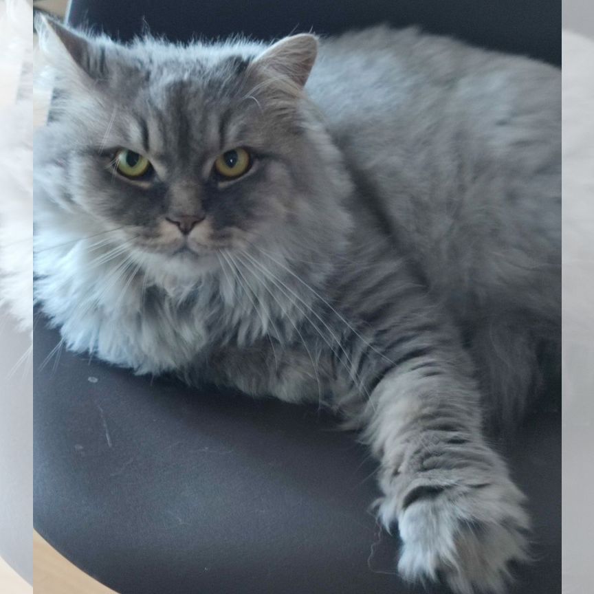 Кошка персидская