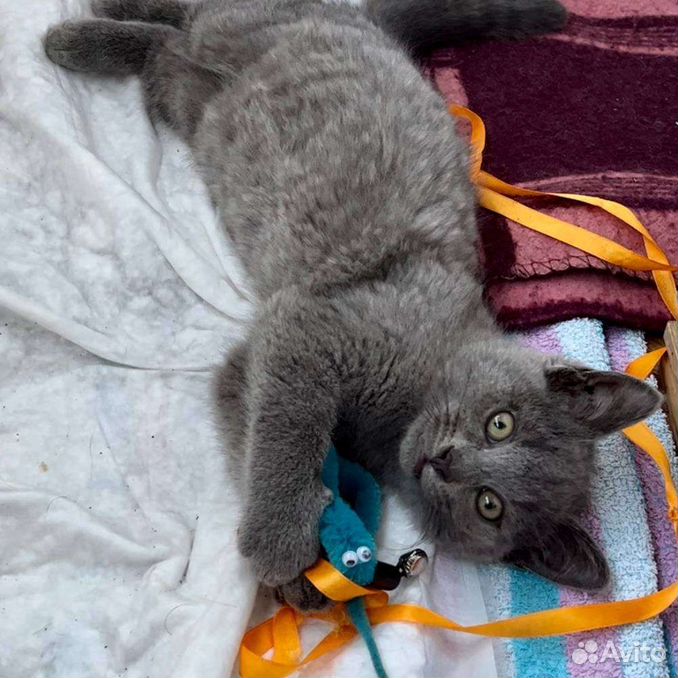 Маленькая девочка ищет дом