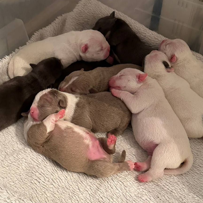 Американский булли, щенок