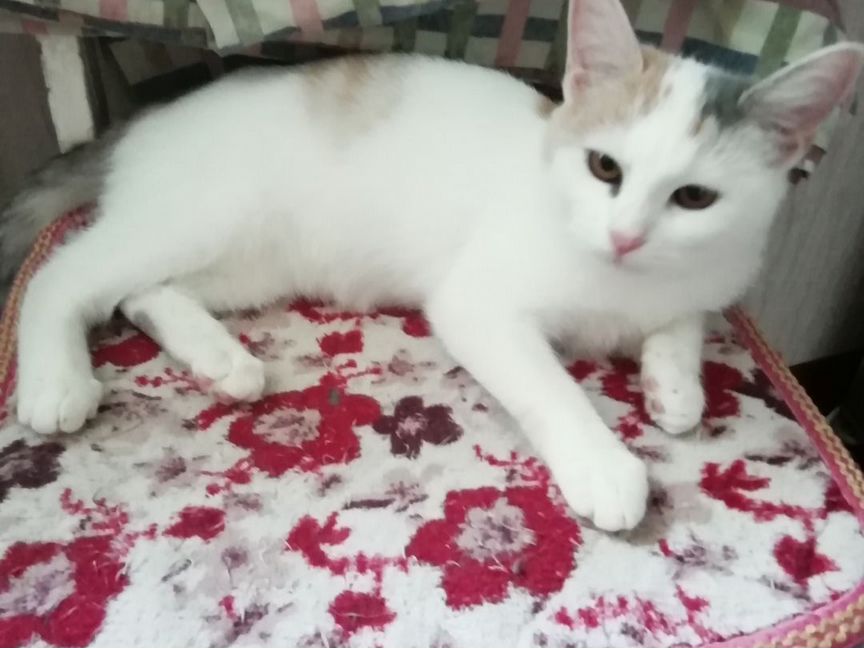 Турецкий ван