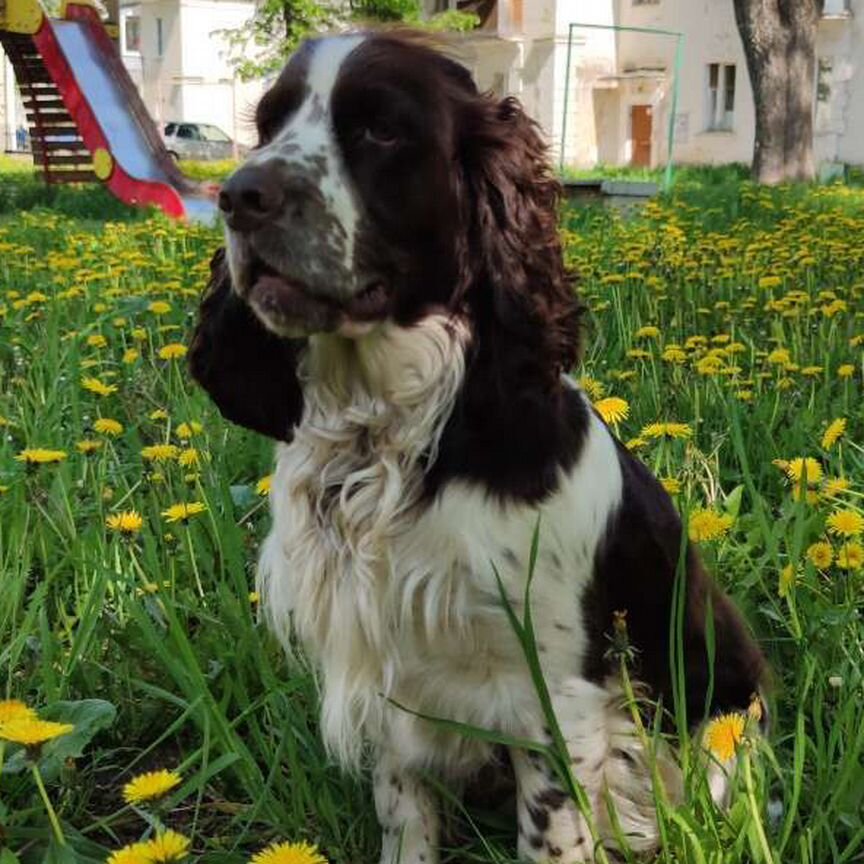 Русский охотничий спаниель
