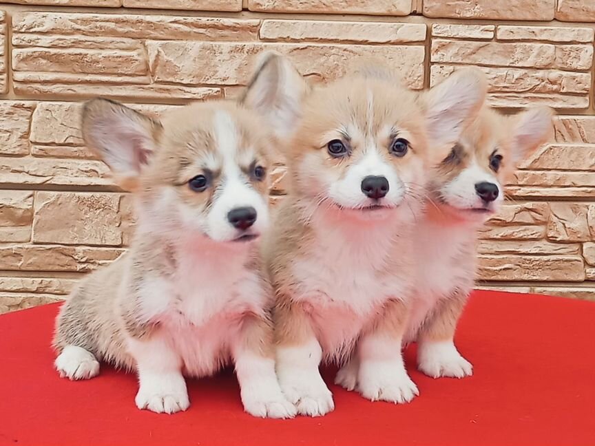 Малыши - хороши (РКФ)