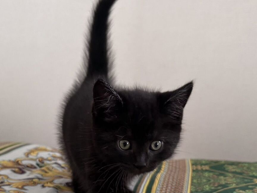 Котик в добрые руки