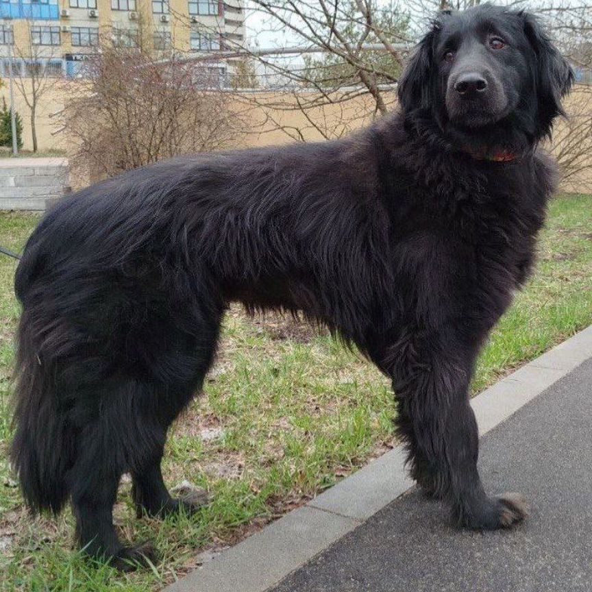 Взрослая собака в добрые руки