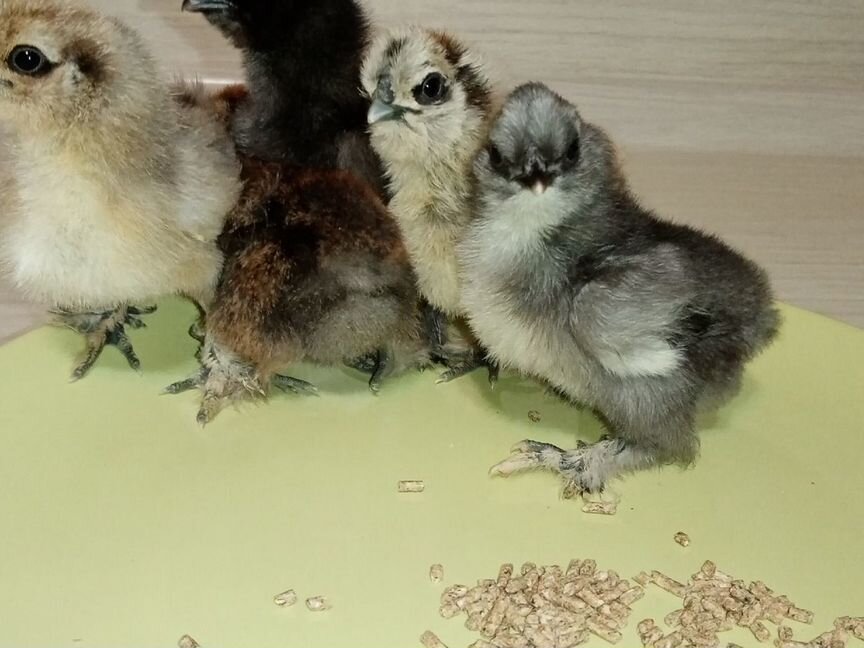 Продаю породных петушков, китайской шелковой., инк