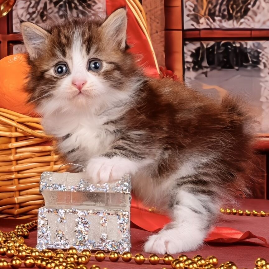 Курильский бобтейл длинношёрстный котёнок