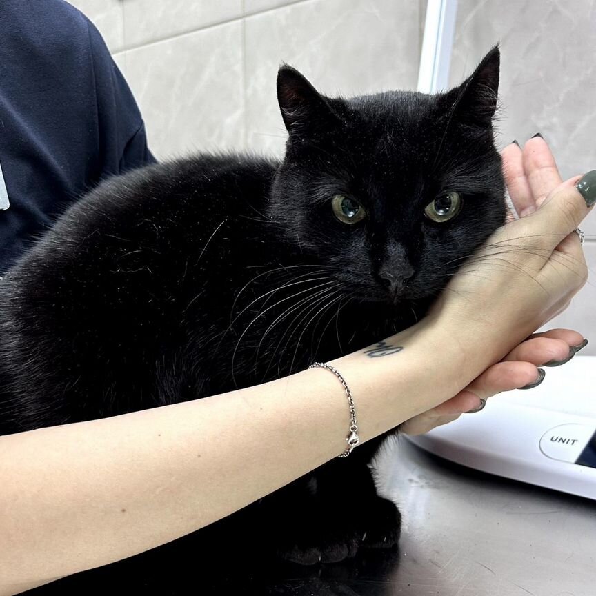 Кошка