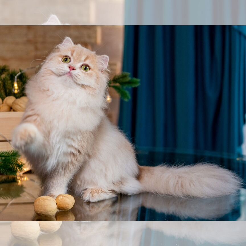 Британская длинношёрстная, взрослая кошка