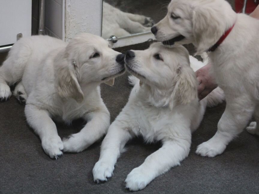 Щенок золотистого ретривера