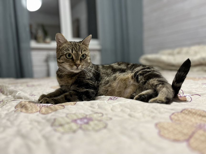 Мрамокная киса, в поиске дома