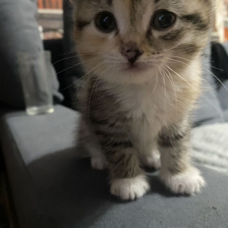 Отдам бесплатно