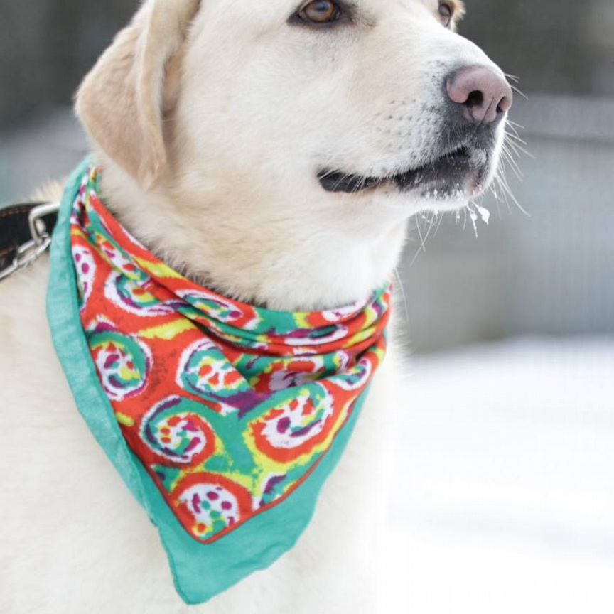 Взрослая собака в добрые руки