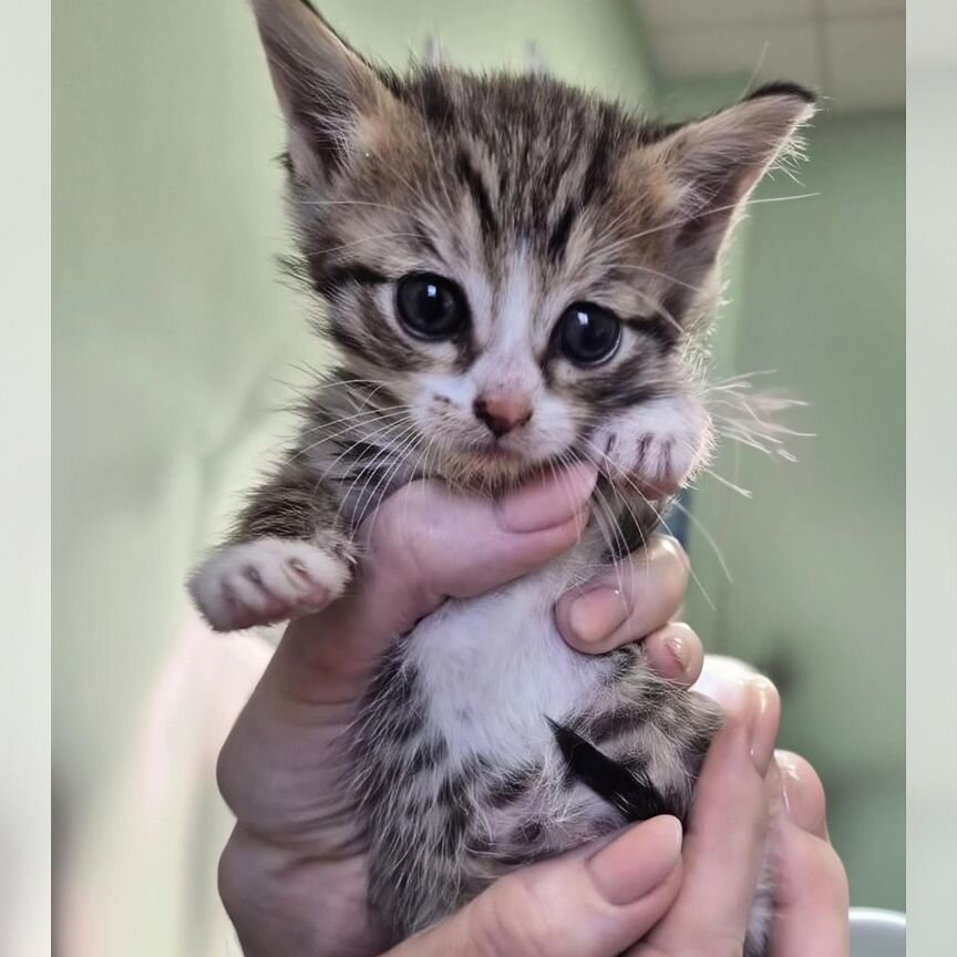 Котёнок в добрые руки