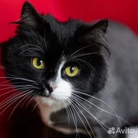 Квин. Королева, а не кошка
