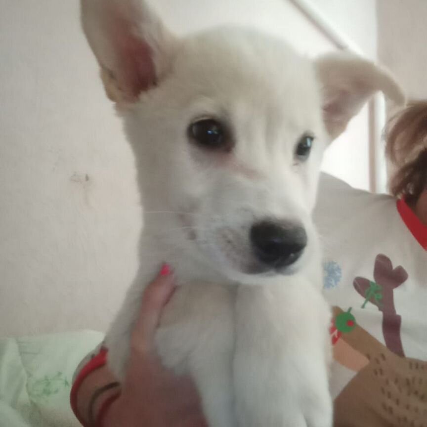 Мальчик Умка 3 месяца