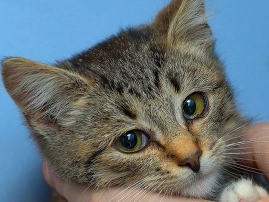 Ласковый, нежный котенок Адам