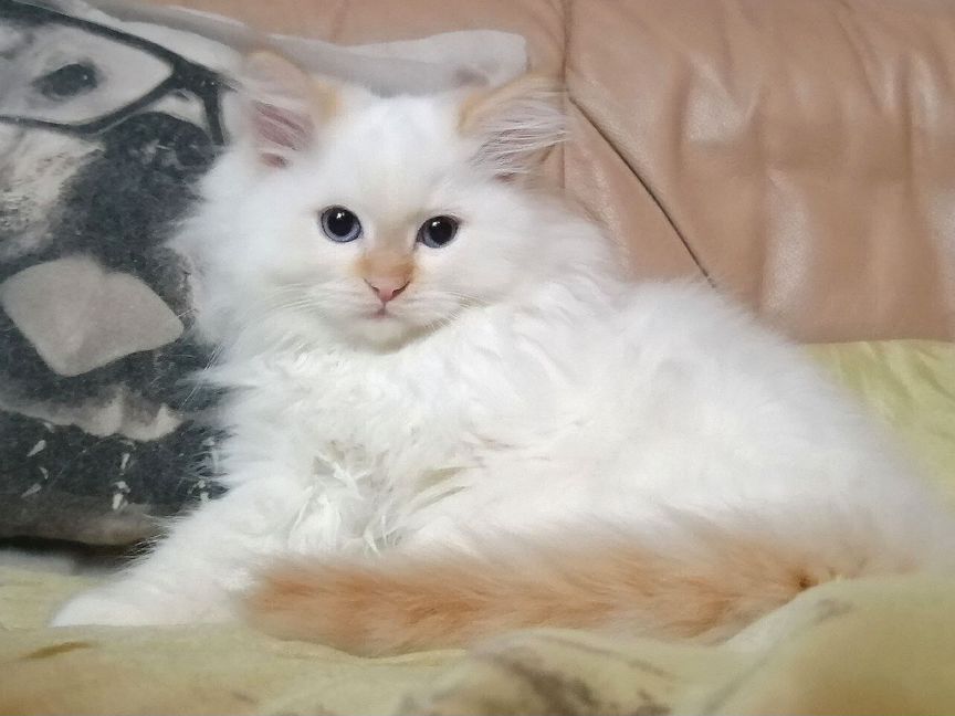 Котенок рэгдолл редчайшего окраса от Чемпионов
