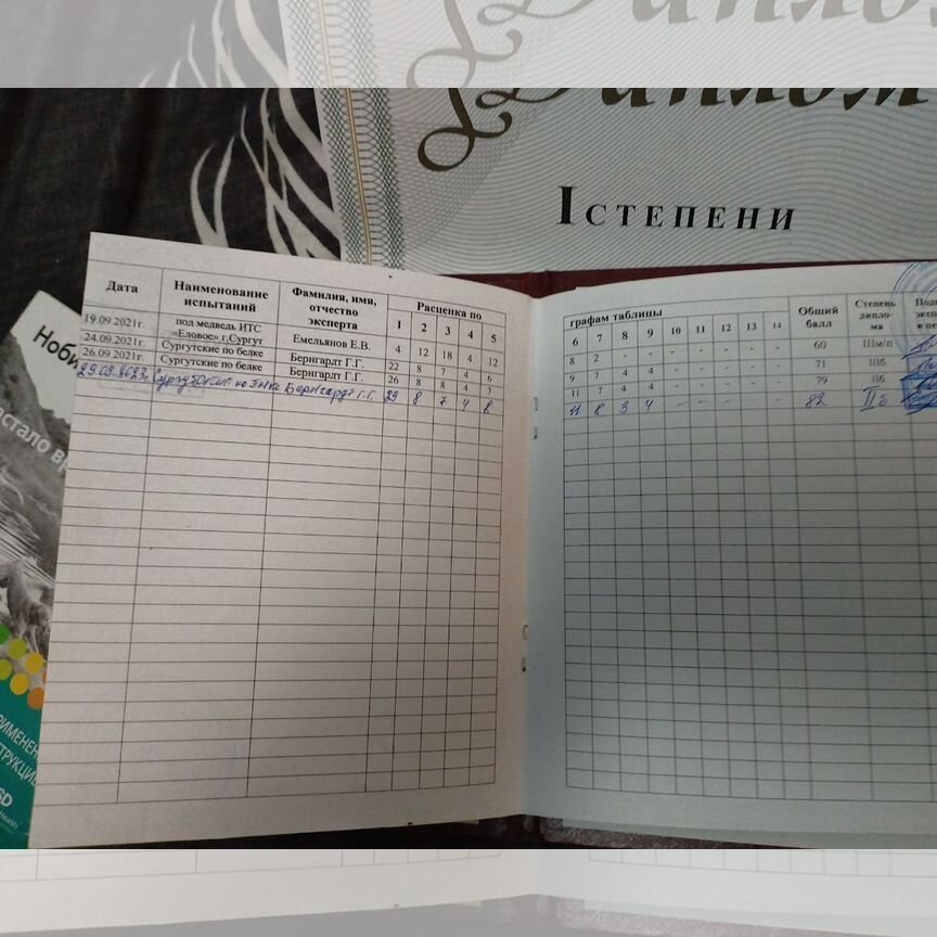 Лайка, взрослая собака