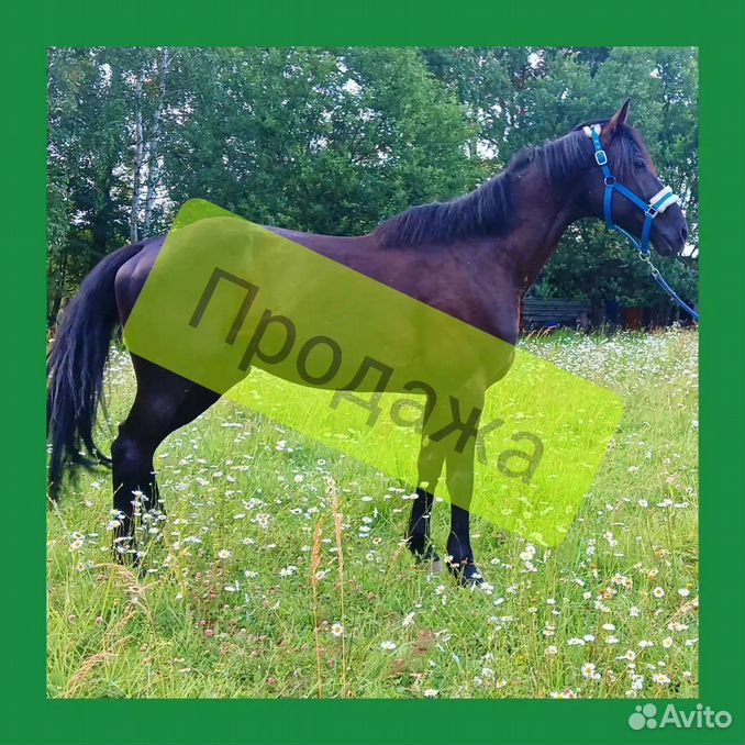 Высокий вороной мерин