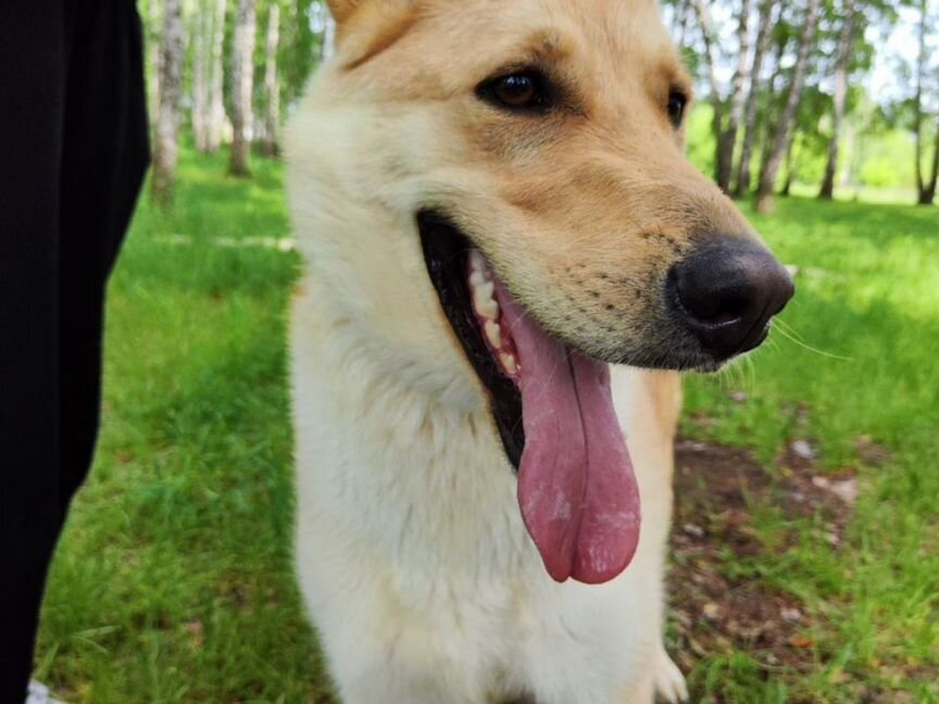 Гашек-Персик собачка из приюта