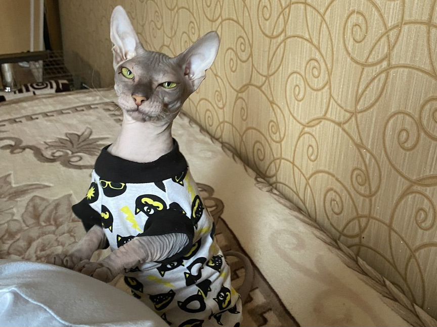 Донской сфинкс