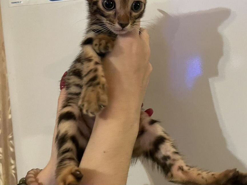 Бенгальская девчонка