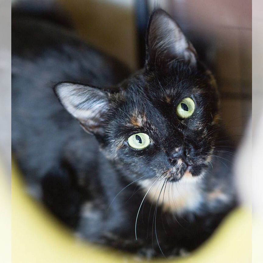 Взрослая, кошка в добрые руки