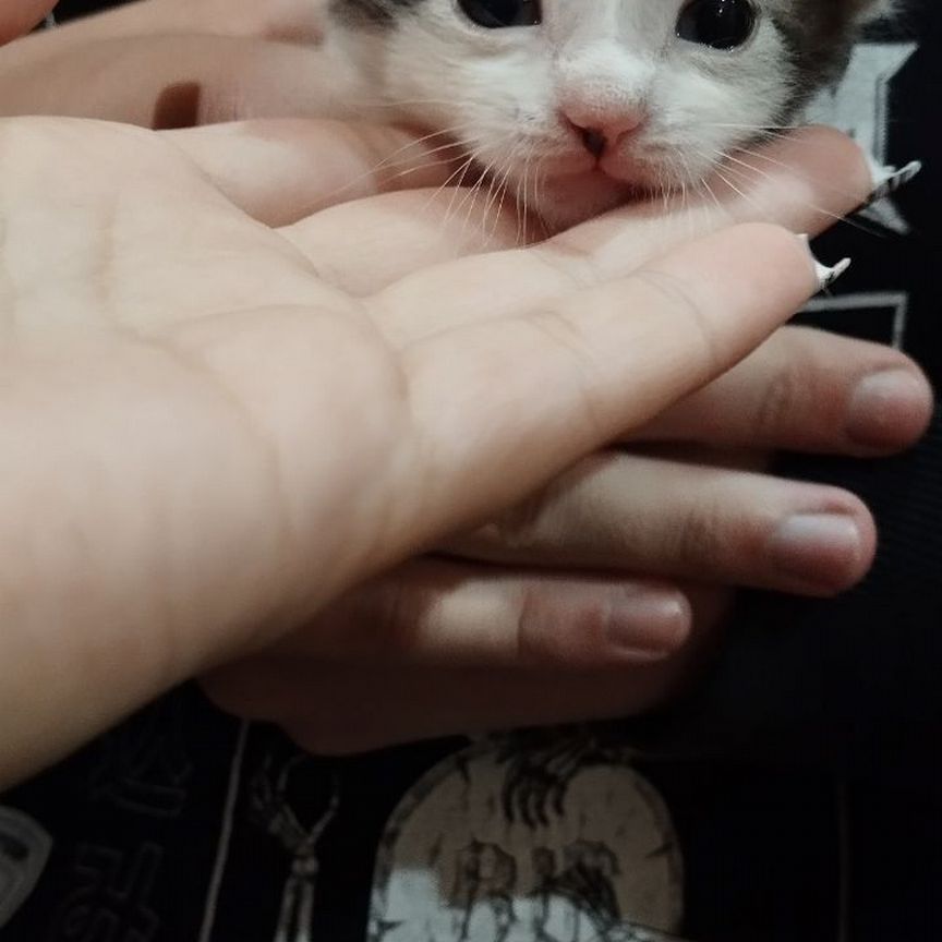 Продам котят