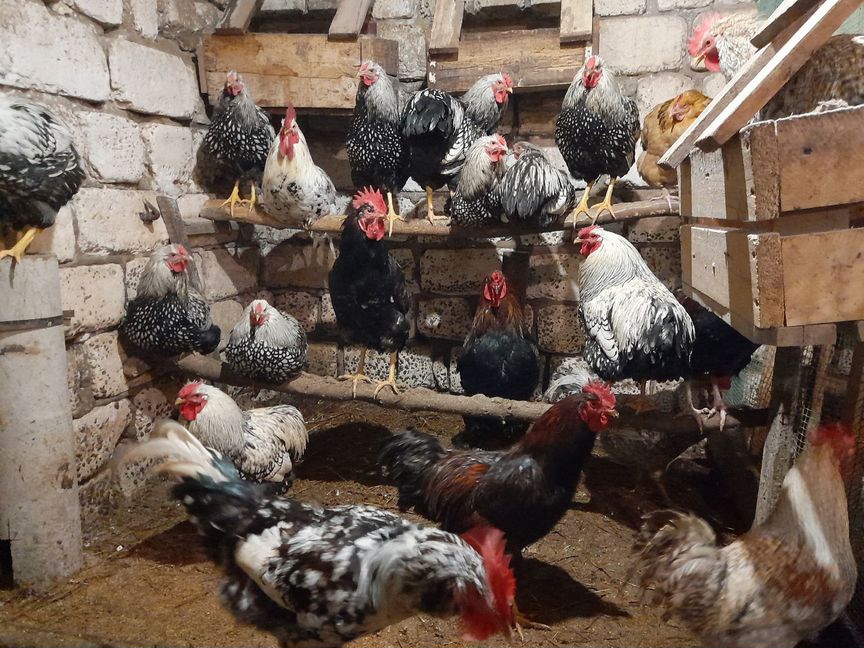 Продам петухов