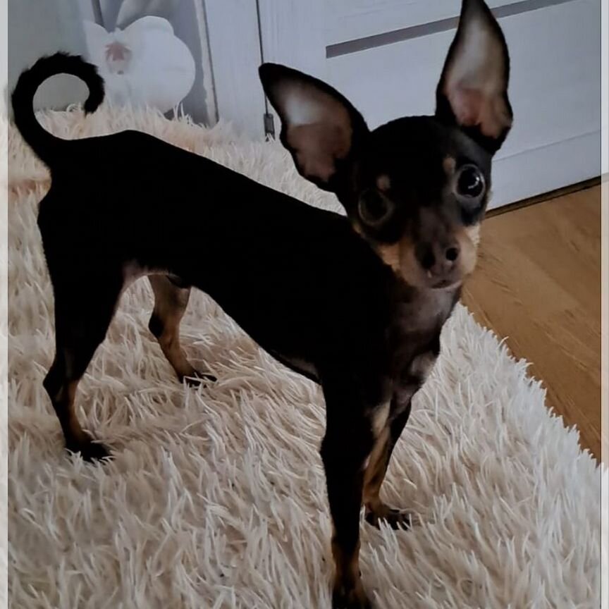 Русский той-терьер, взрослый пёс