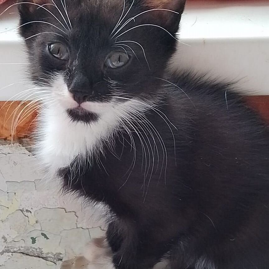 Котята 1,5 мес