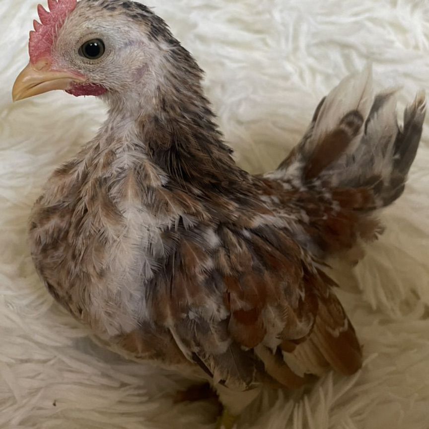 Петушок Малазийская серама