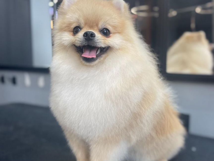 Померанский шпиц вязка