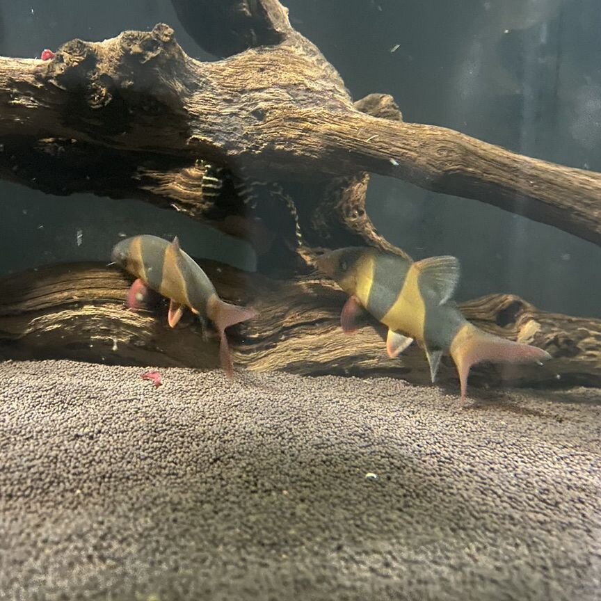 Боция клоун