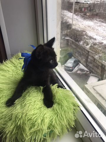 Кошка