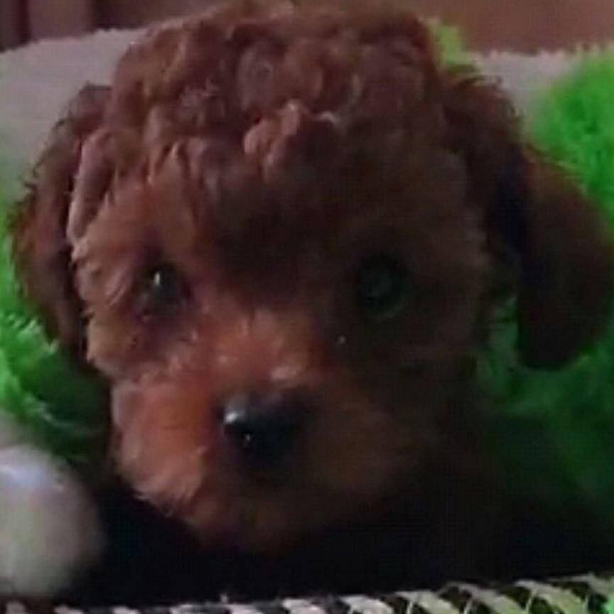 Той-пудель, щенок