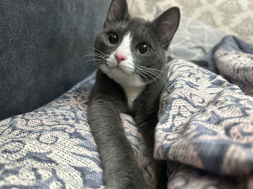 Кот