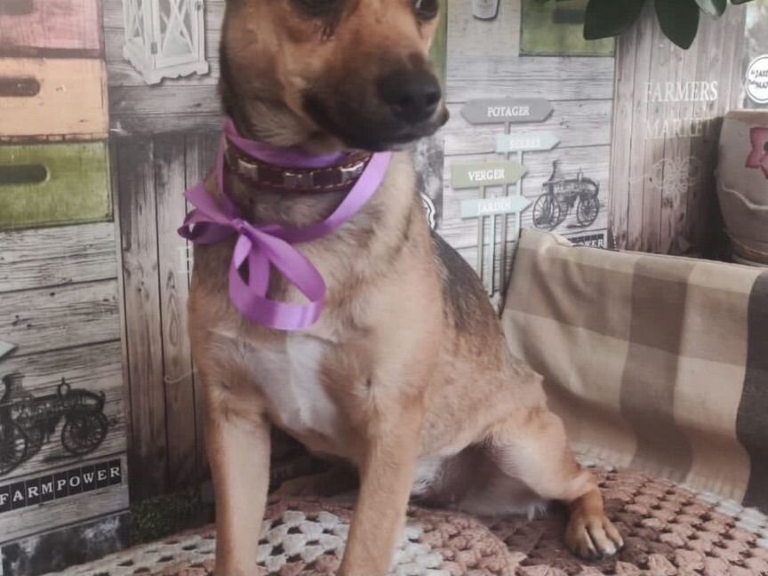 Собака Ася одинока