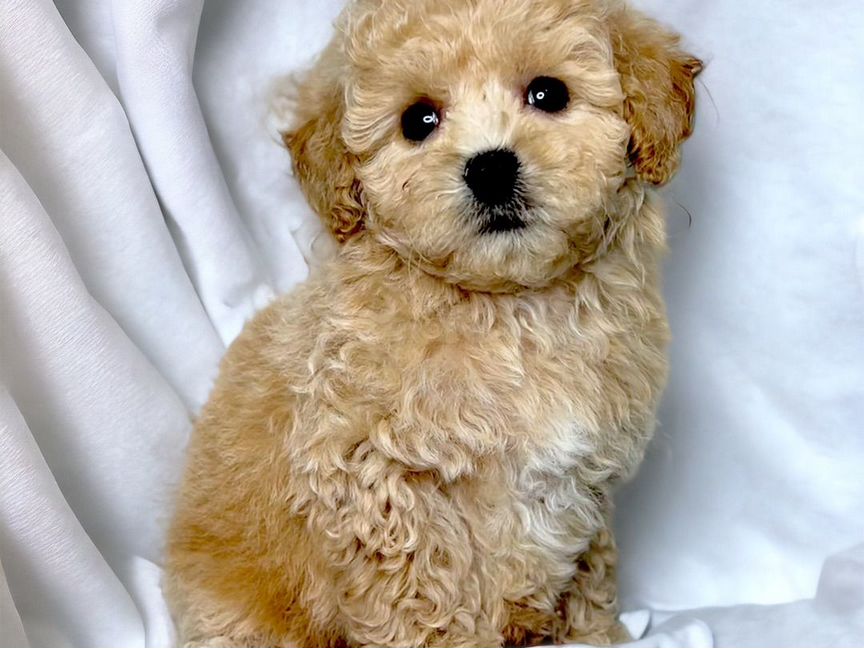 Щенки мальтипу f1