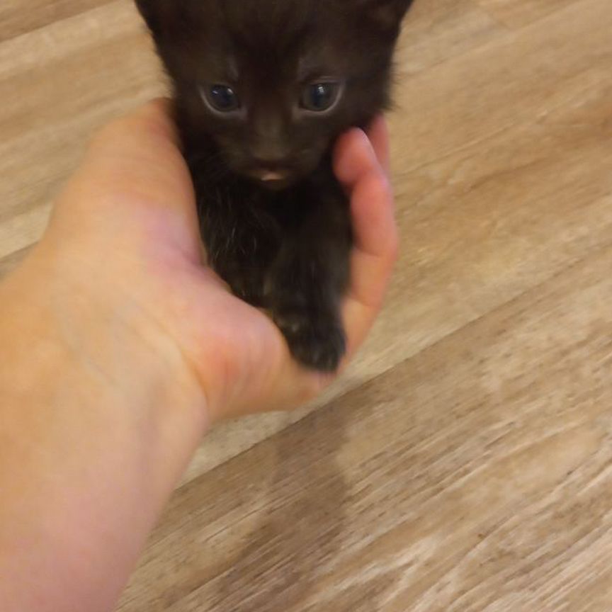 Котята, 1 мес, бесплатно